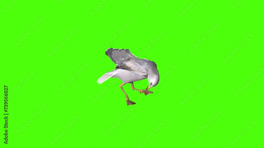Vidéo Stock seagull is scratching the body with its beak. chroma key ...