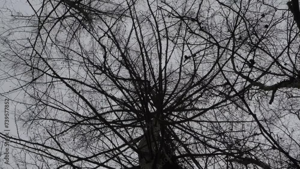 A spinning woodland shot looking up at a black tree with lots of ...