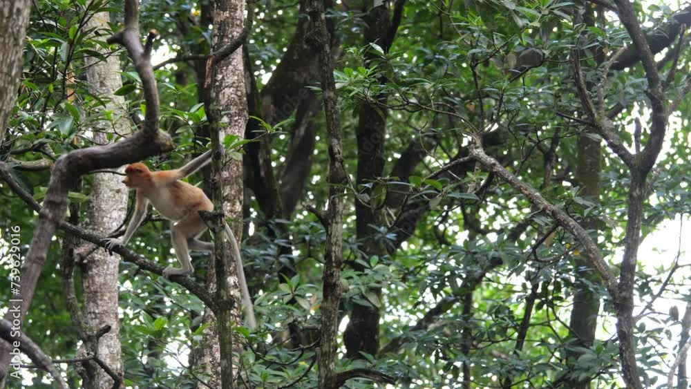 proboscis monkey (Nasalis larvatus) is sitting on a tree. Proboscis ...