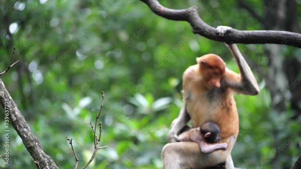 Long Nose monkey with baby. Proboscis monkey baby playing in mangrove ...