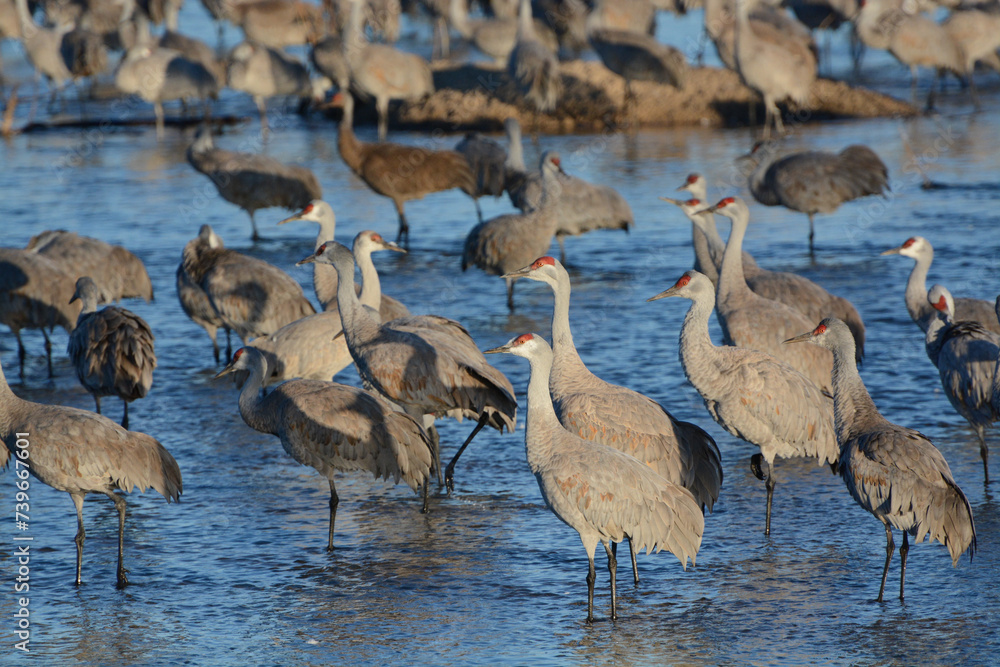 Sandhill Cranes (Antigone canadensis) stand in the water in the Platte ...