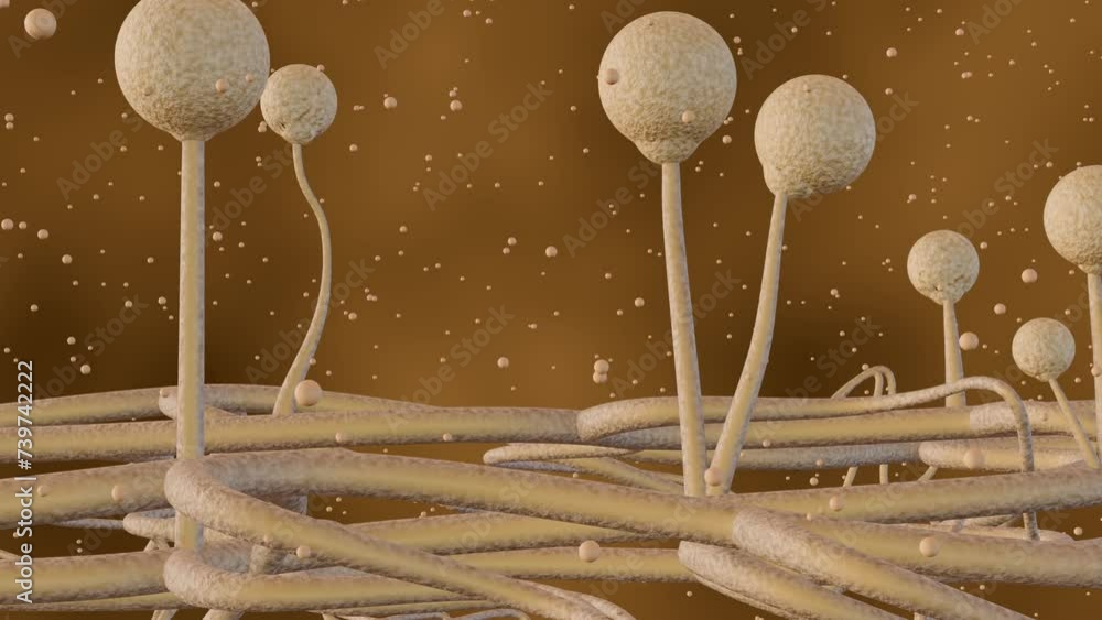 3d animation of Mucor, also known as black fungus, is a life ...