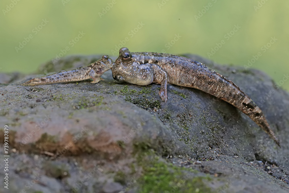 Two barred mudskippers resting on a rock covered with moss at the mouth ...