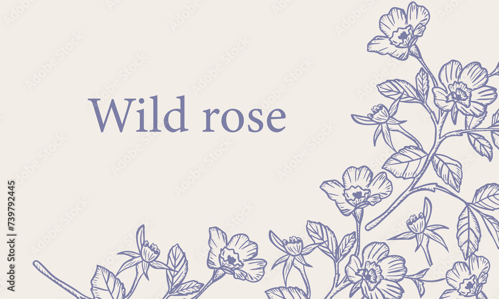 Wild rose flowers drawing and sketch with line-art on white backgrounds ...