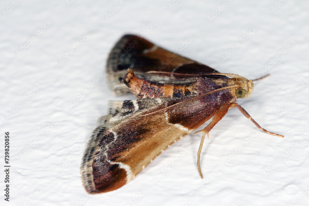 The meal moth or meal snout moth (Pyralis farinalis) a cosmopolitan ...