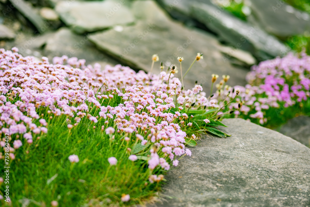 Thrift flowers blossoming on the famous Cliffs of Moher, one of the ...