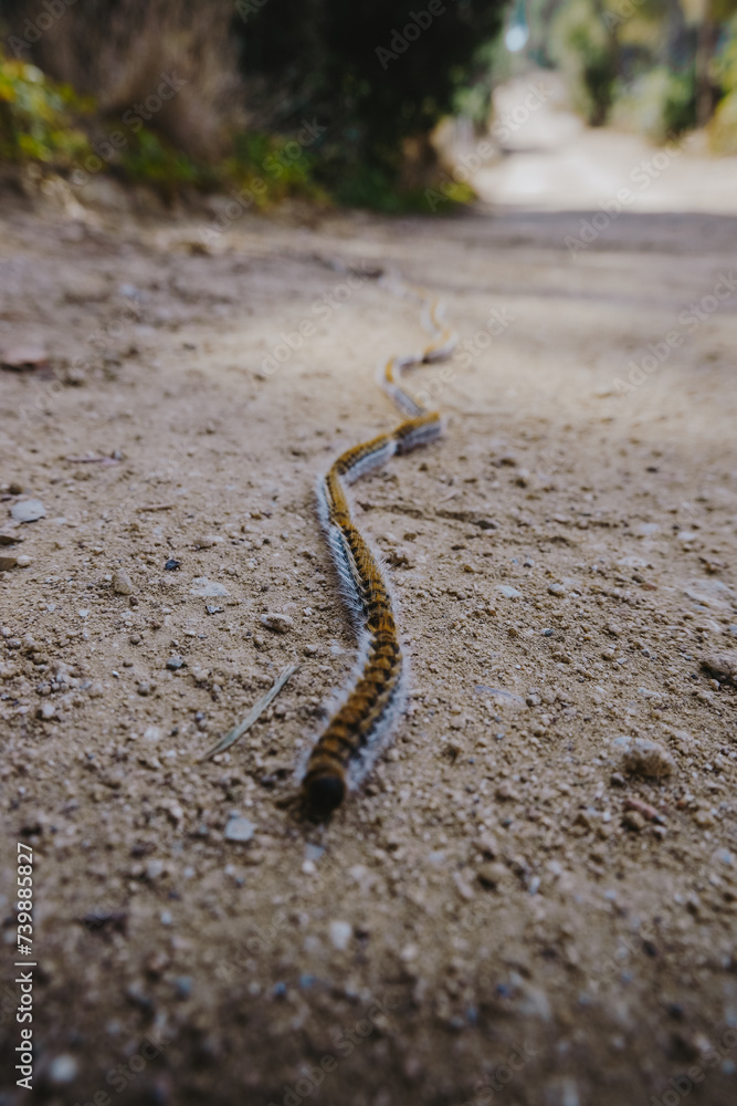 Dangerous processionary caterpillars pose a threat to dogs and animals ...