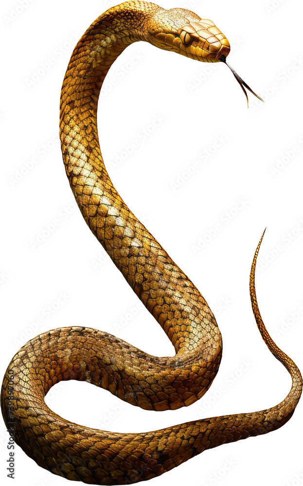 Snake transparent background PNG clipart Stock Photo | Adobe Stock