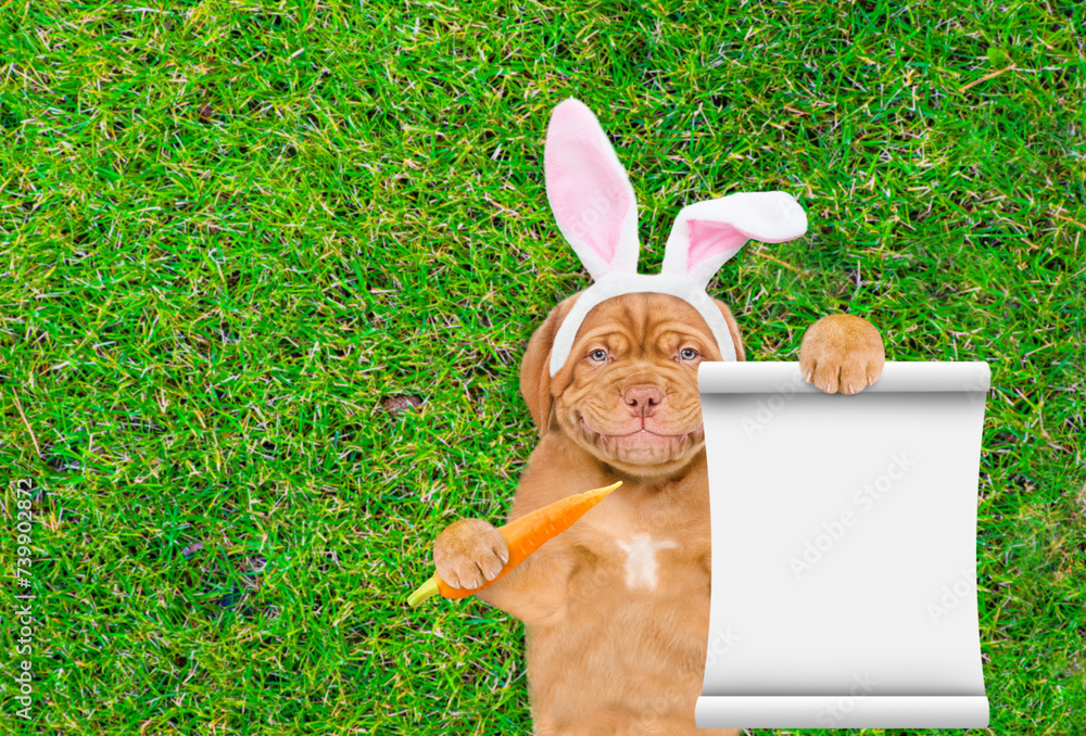 Smiling Mastiff puppy wearing easter rabbits ears holding carrot and ...