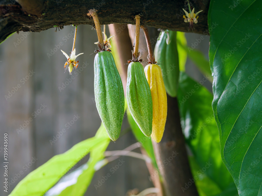 Green small Cacao pods branch with young fruit and blooming cacao ...