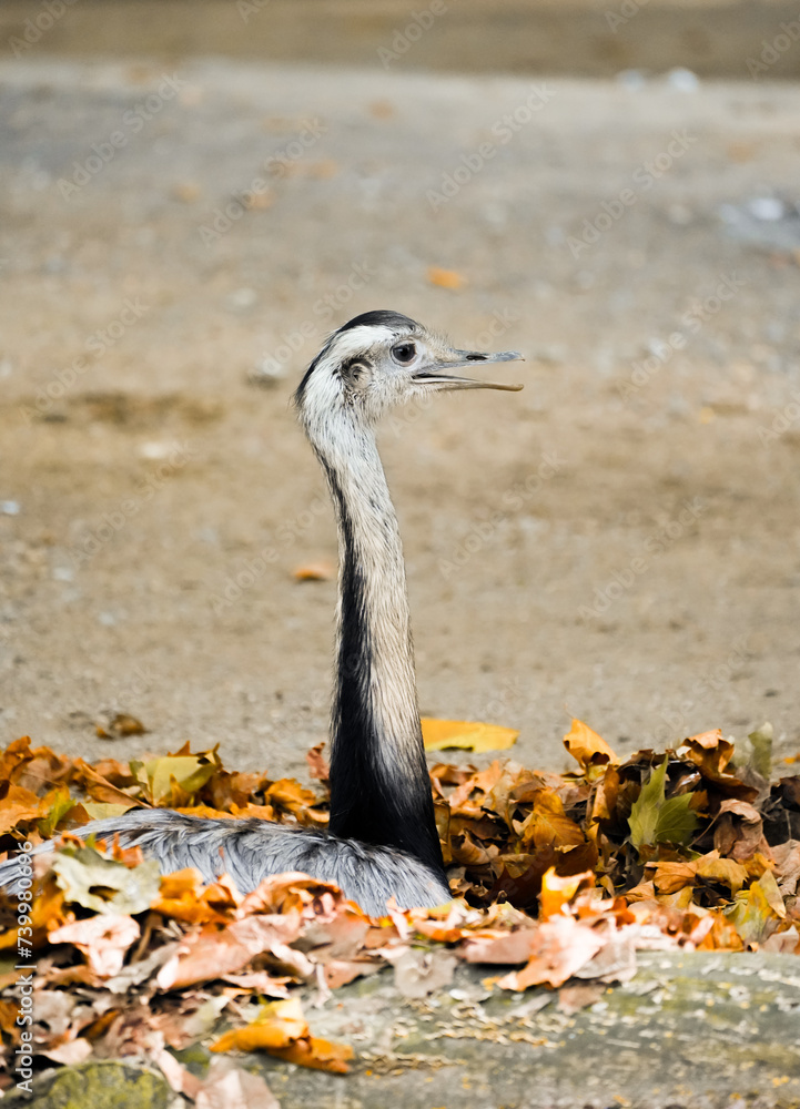 Poster Portrait of a Rhea. Large flightless ratite. Greater rhea ...
