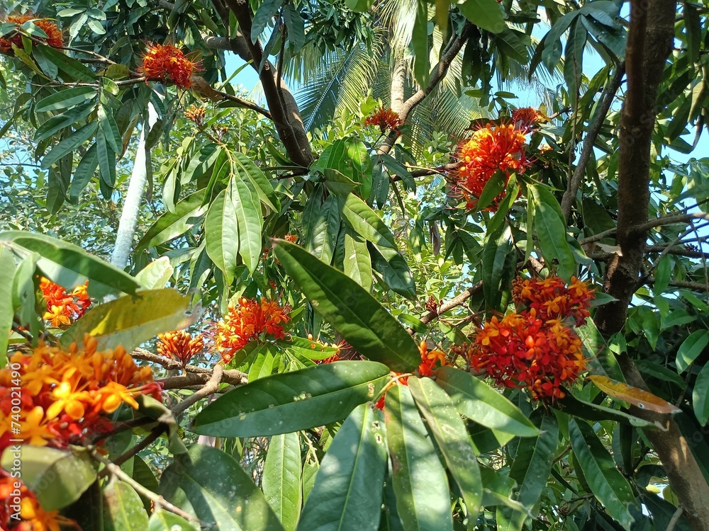 Saraca asoca, commonly known as the ashoka tree, is a plant belonging ...