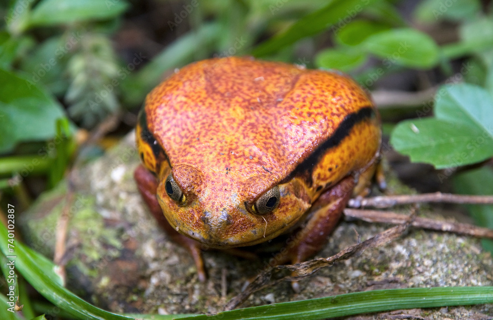 Crapaud rouge de Madagascar, Dyscophus antongilii, Madagascar Stock ...