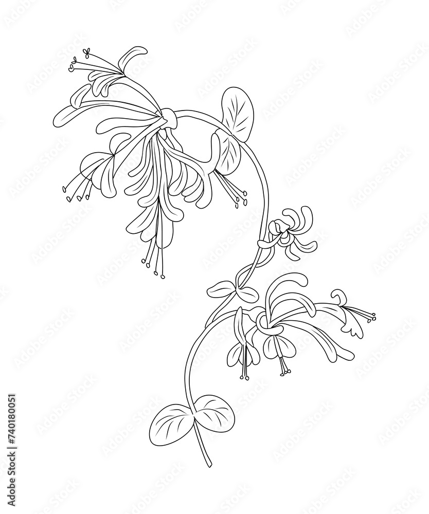 Honeysuckle June birth month flower line art drawing. Lonicera ...