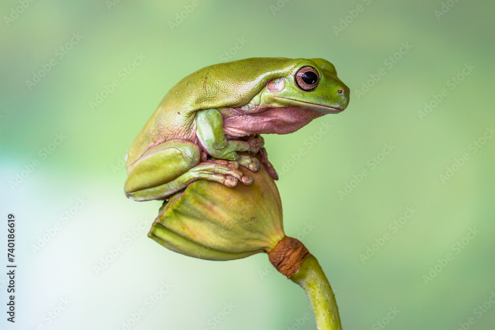 White's tree frog (Litoria caerulea), also known as the Australian ...