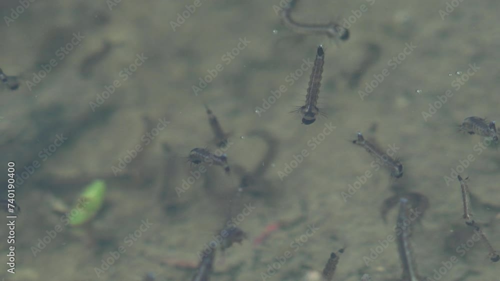 Larvaes Mosquito floats, stage third, larvaes floats on surface among ...