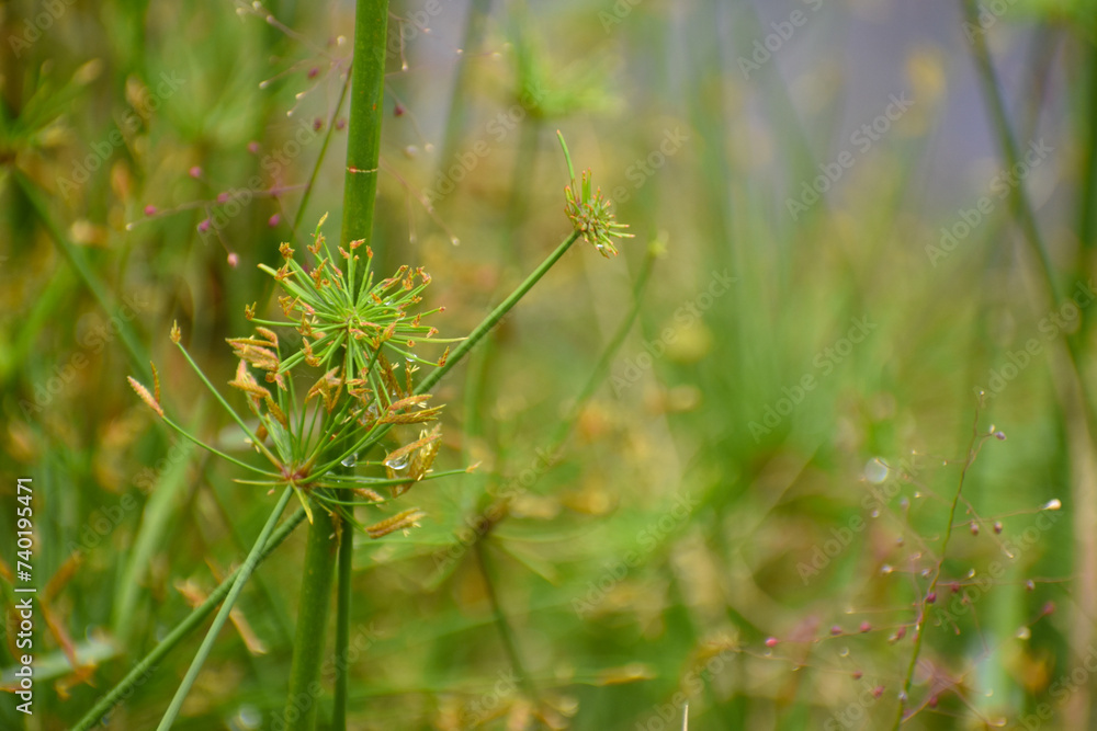Cyperus haspan plants in a wetland, Diyasaru Park, Sri Jayawardenepura ...