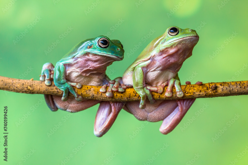 White's tree frog (Litoria caerulea), also known as the Australian ...