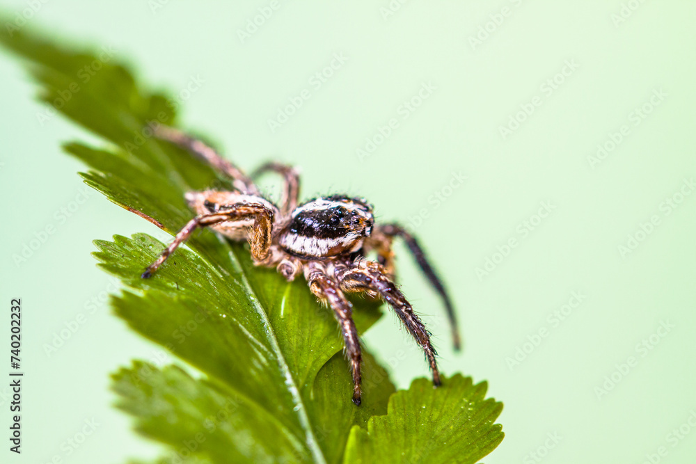 Jumping spiders are a group of spiders that constitute the family ...