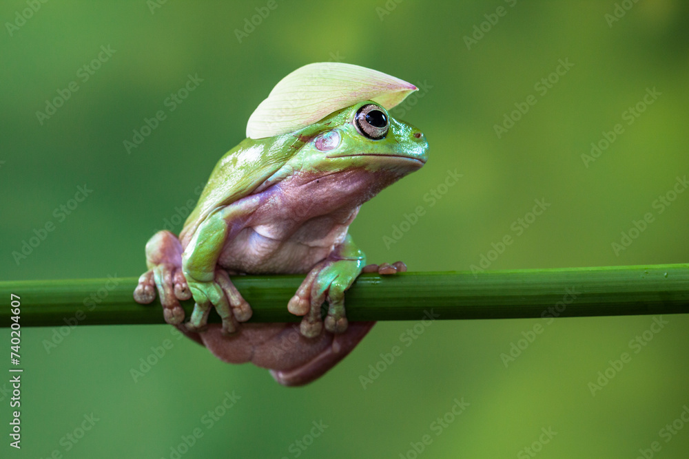 White's tree frog (Litoria caerulea), also known as the Australian ...