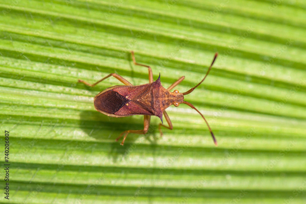 Leptocorisa oratoria, the rice ear bug, is an insect from the family ...