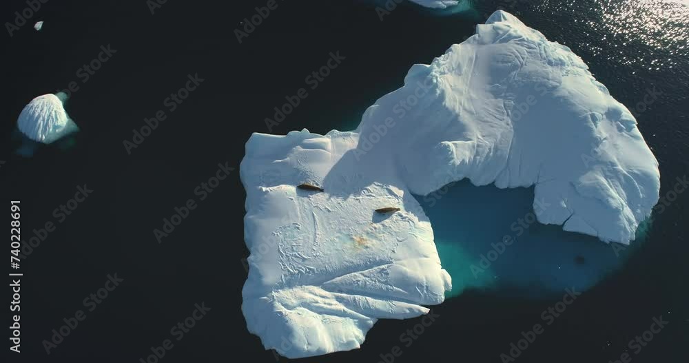 Aerial flight over Arctic seals on drifting glacier. Iceberg melting in ...