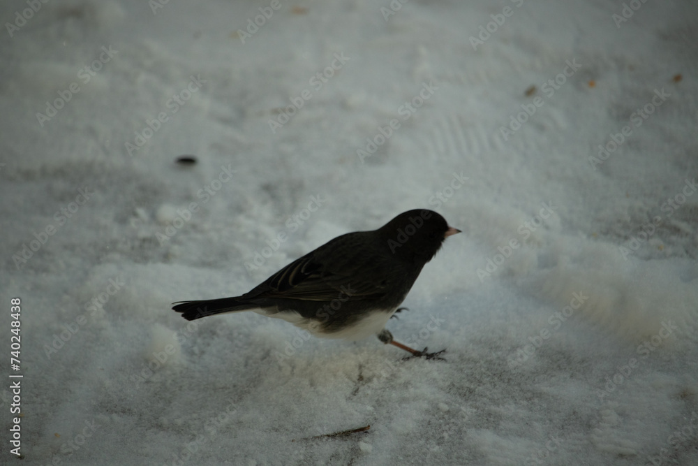Poster This cute little snowbird came out on the deck for some birdseed ...
