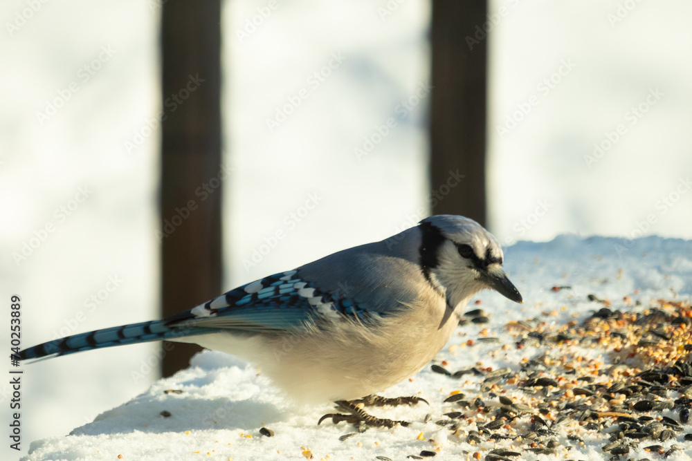 This is such a beautiful scene with a blue jay bird coming out for a ...