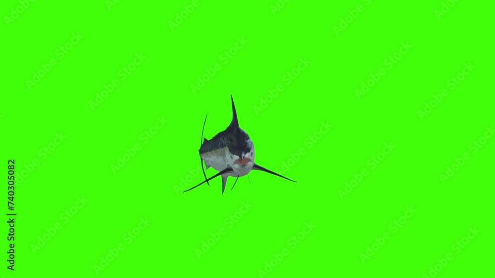 3D swordfish in underwater Swim front view loop Animation on Green ...