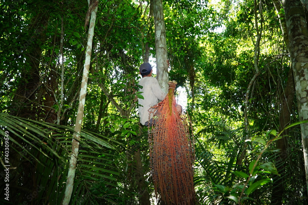 Unidentifiable Brazilian native climbs a tall Oenocarpus palm tree in ...