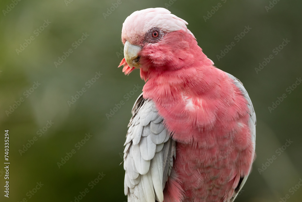 A pink and grey Galah, an iconic Australian parrot, with its chest and ...