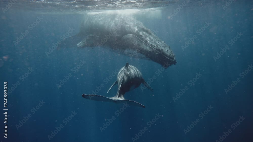 Beautiful Underwater Footage Of A Baby Humpback Whale Swimming Up ...