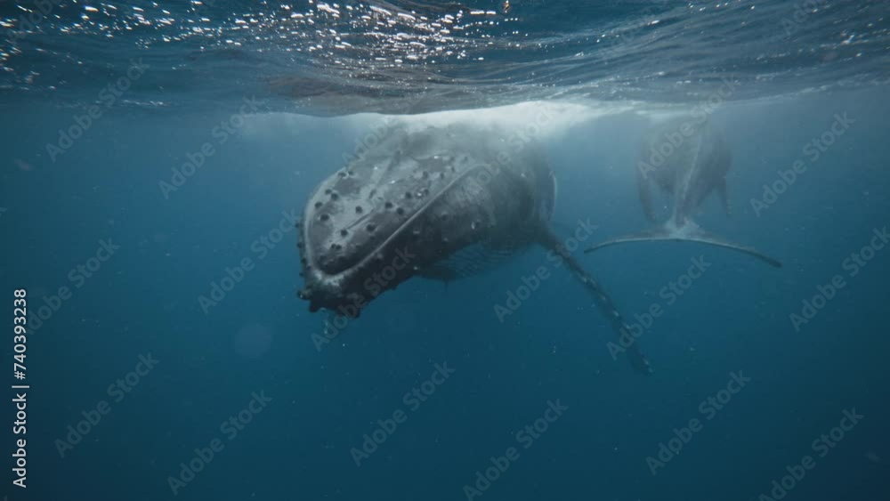 Tubercles (Bumpy Hair Follicles) On The Rostrum Of A Humpback Whale ...