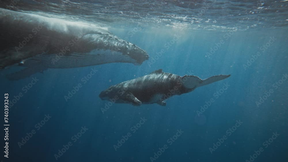 Humpback Whales In Tonga; Underwater Footage Puts Into Perspective The ...
