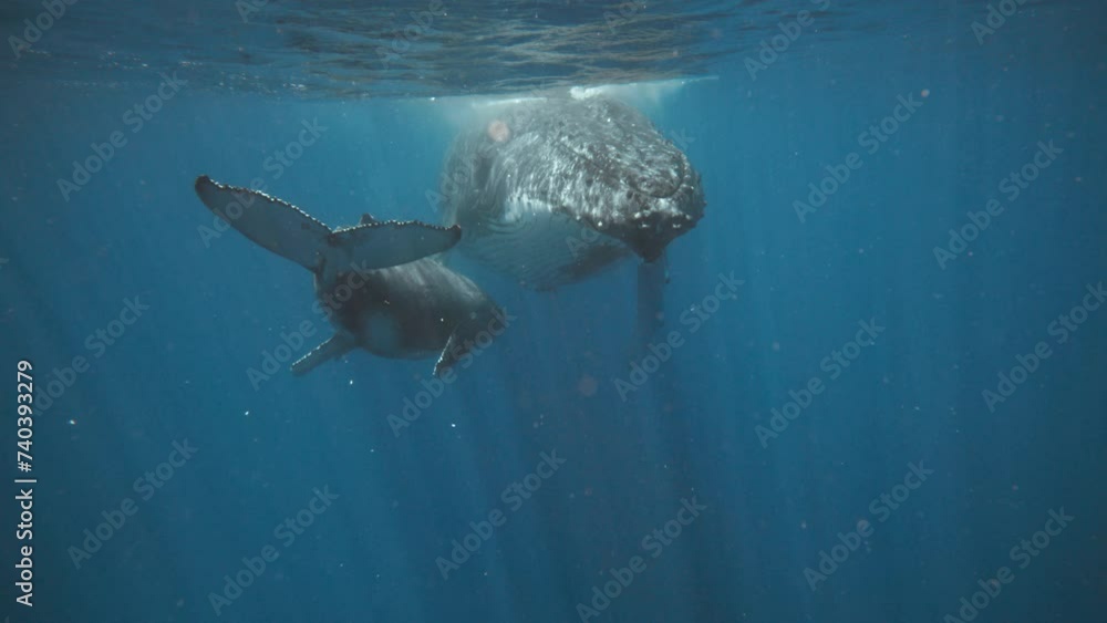 Humpback Whales In Tonga; Underwater View Of Mom Nursing Calf; 4K Low ...