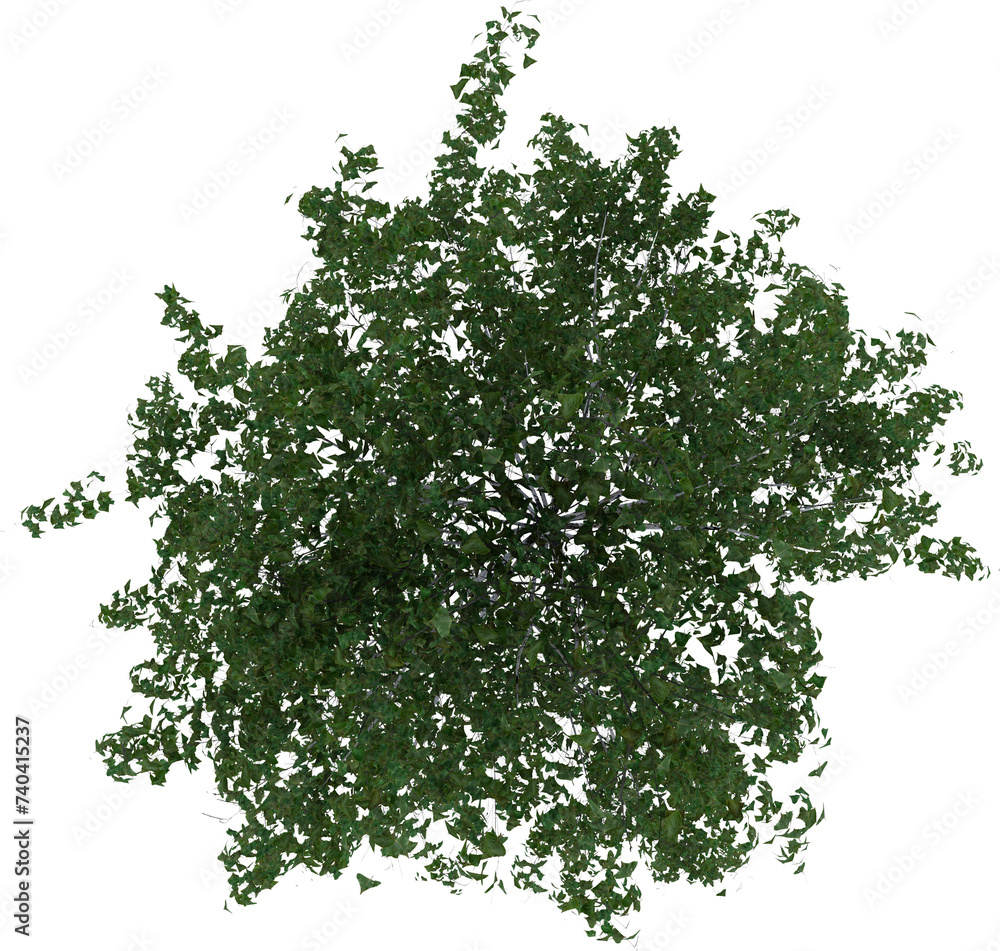 isolated 3D Tree Shrub Canopy Illustration Render with white background ...