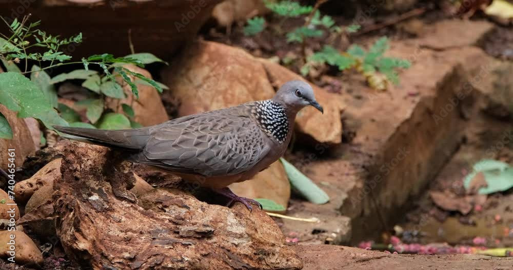 Zooming out sliding to the left then it looks around, Spotted Dove or ...