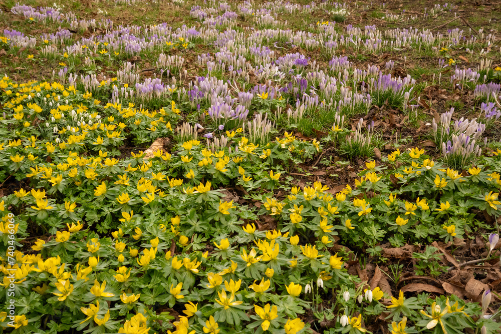 Early bloomers: The yellow flowers of the winter aconite (Eranthis ...