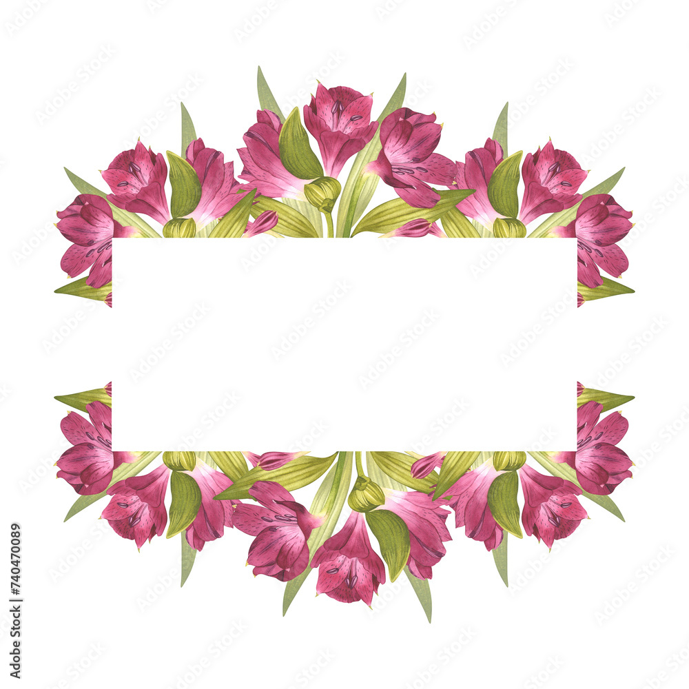 Alstroemeria. Beautiful Peruvian Lilly. Horizontal frame of pink ...