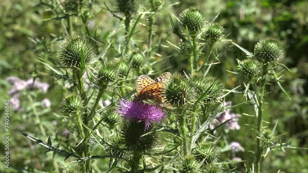 Butterfly Gathering Pollen on Thorns Flower, Flying Bee, Insects ...