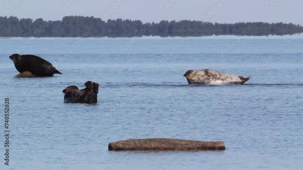 Ringed seal (Pusa hispida) tries to take over the rock suitable for ...