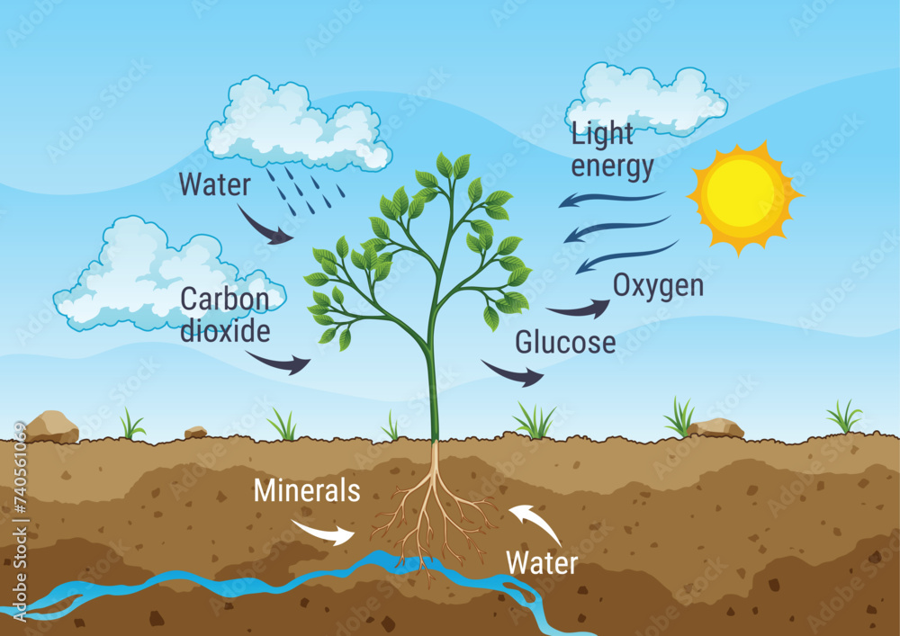 Photosynthesis process. Tree produce oxygen using rain and sun. Diagram ...