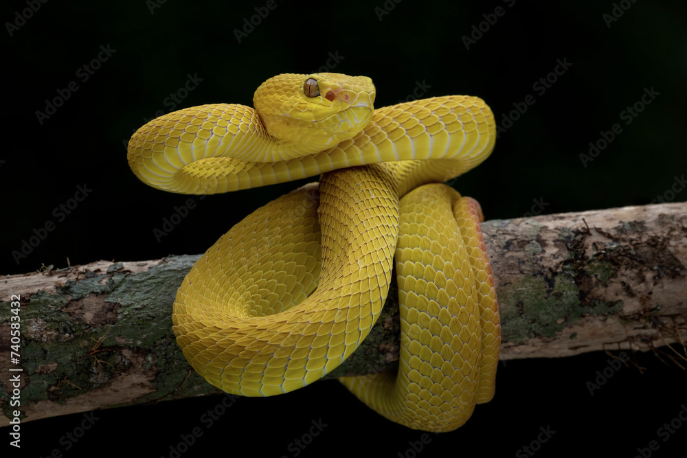 Yellow White Lipped Pit Viper - Trimeresurus insularis or Indonesian ...