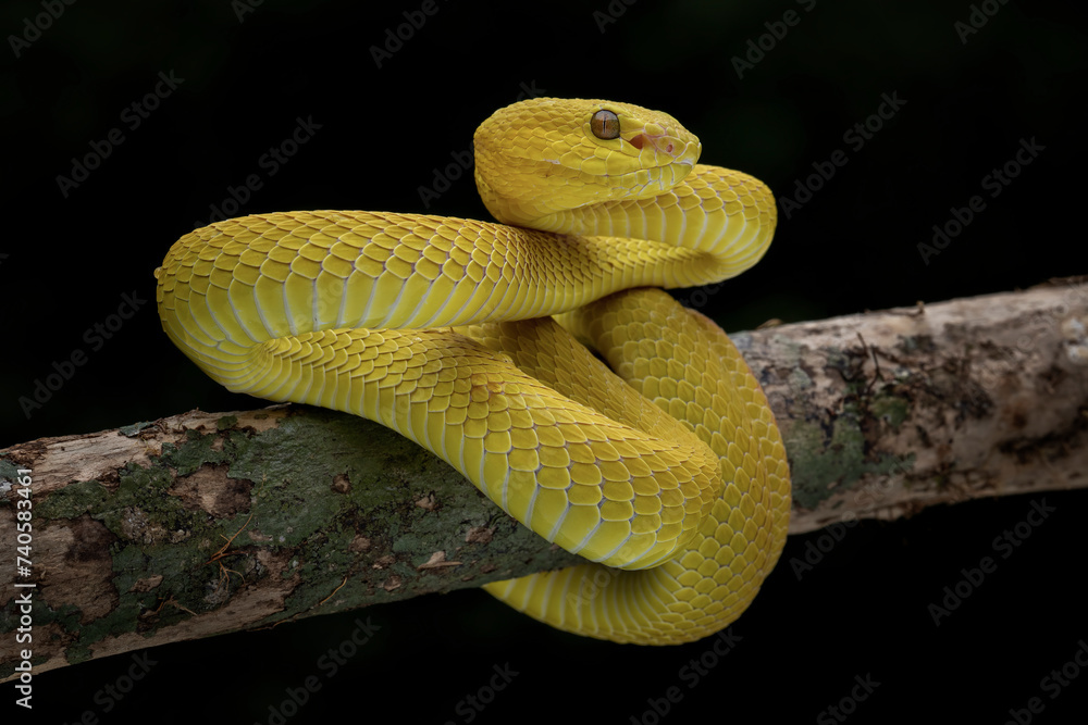 Yellow White Lipped Pit Viper - Trimeresurus insularis or Indonesian ...