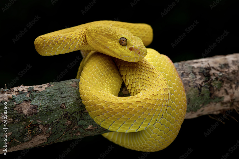 Yellow White Lipped Pit Viper - Trimeresurus insularis or Indonesian ...