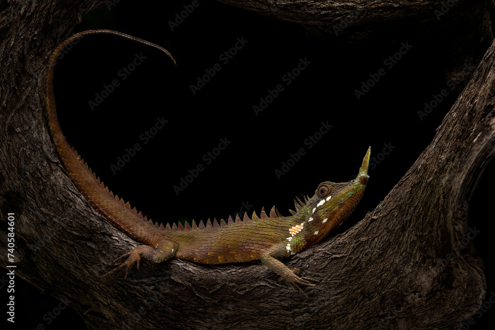 Anolis proboscis, commonly known as the Horned Anole, Ecuadorian Horned ...