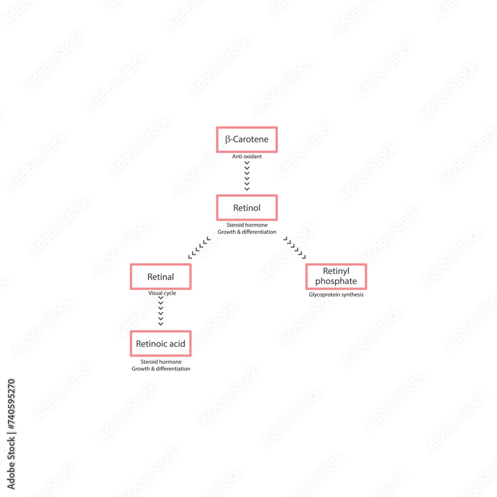 Diagram showing roles of β Carotene, retinol, retinal and retinoic acid ...