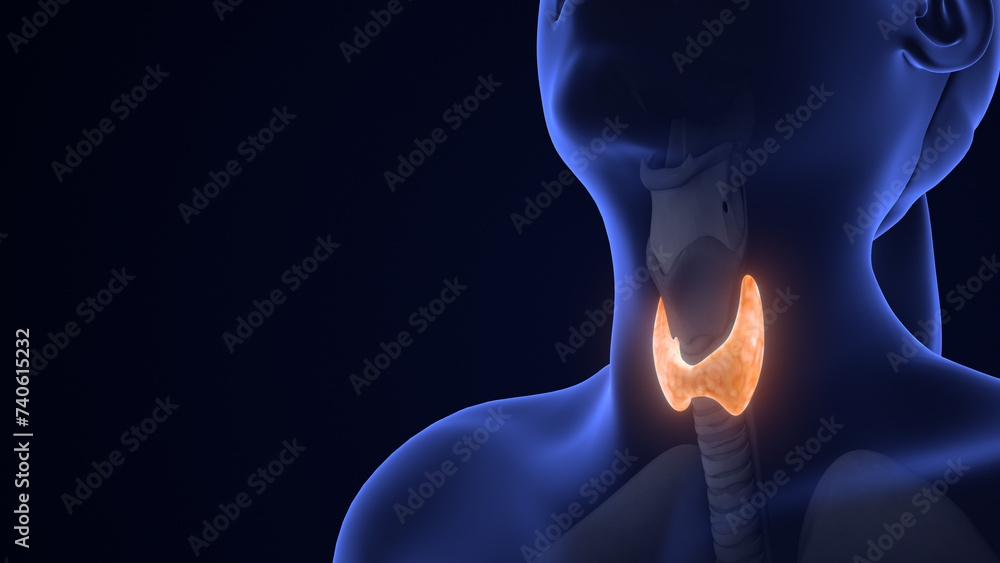 Human Thyroid Gland Anatomy Animation Stock Illustration | Adobe Stock