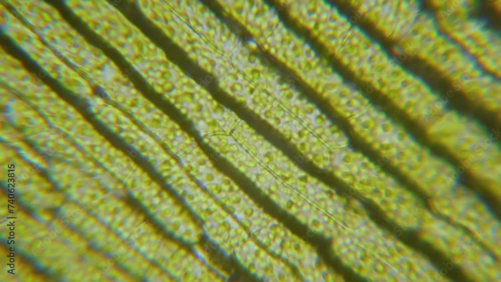 Motion Cells Chloroplast Under Microscope. Chlorophyll Cell Division. Cell Structure Leaf Plants ...