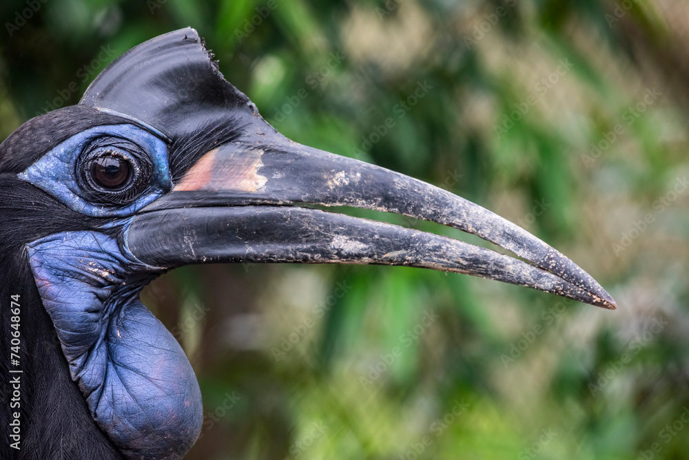 northern ground hornbill (Bucorvus abyssinicus) is an African bird ...
